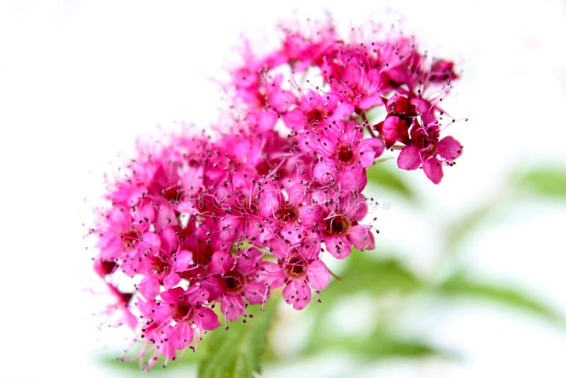 Flower Pinkin Stock Photos - Free & Royalty-Free Stock Photos from ...