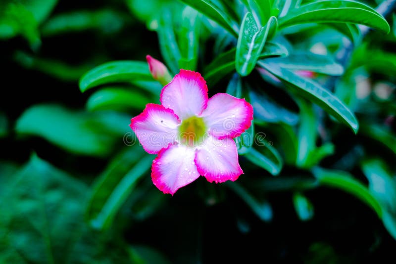 Flower Adenium Nature stock image. Image of adenium - 186014705