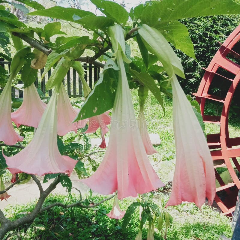 Flower pink backyard peace stock photo. Image of clothing - 281091224