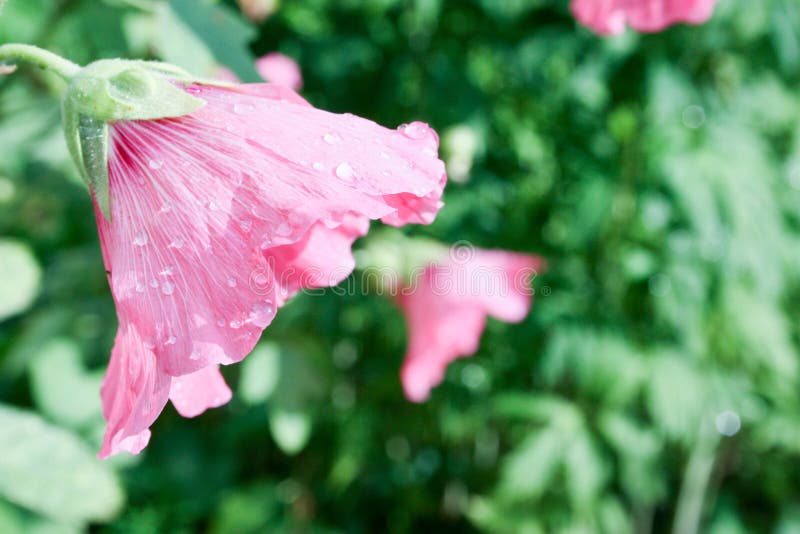 Flower Pink Bell Bell. Photo Stock Image - Image of floral, rose: 96208491