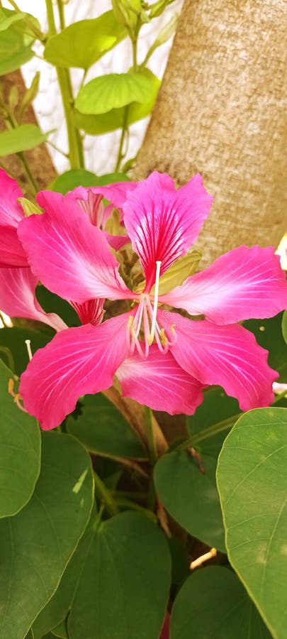 The Flower stock photo. Image of plant, pink, shrub - 265154406