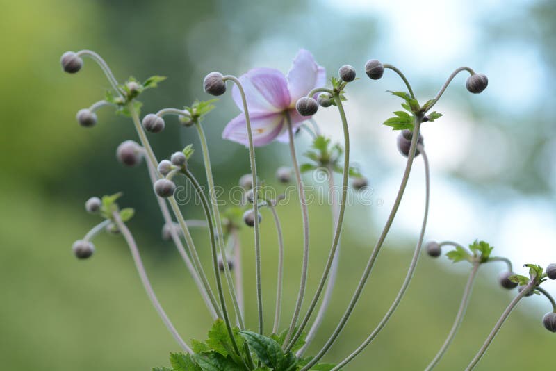 Flower boke stock photo. Image of bright, bokeh, grass - 15966260