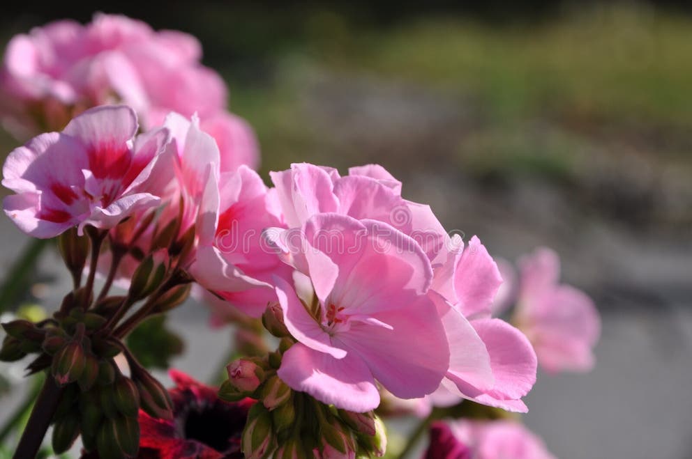 Flower. stock photo. Image of bright, flower, pink, geranium - 96944824