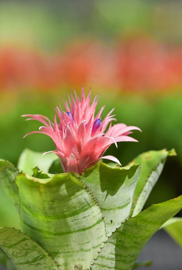 Flower pink of Bromeliad stock photo. Image of beautiful - 106747062