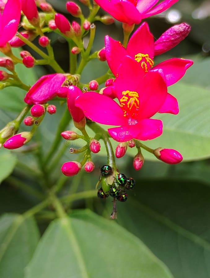 Flower, Pink Flower, Bugs, Nature, Plant, Botany Stock Photo - Image of ...