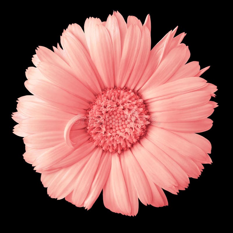 Flower Pink Calendula Isolated on a Black Background. Close-up Stock ...