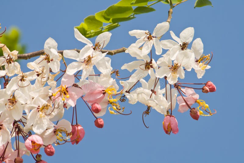 Flower Pink Cassia stock image. Image of white, nature - 29583033