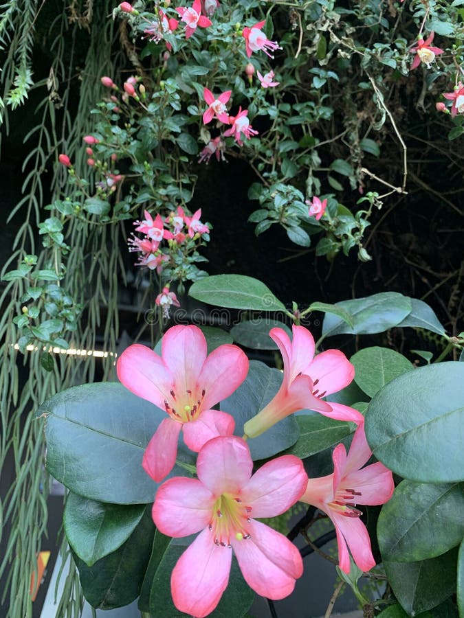 Flower stock photo. Image of 2023, pink, flower, celebration - 267189572