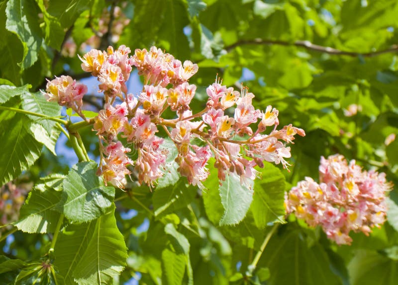 Pink chestnut tree flowers stock image. Image of plant - 42197131