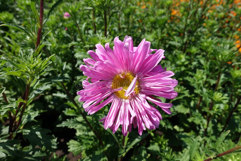 A Flower of Pink China Aster Stock Image - Image of meadow, flower ...