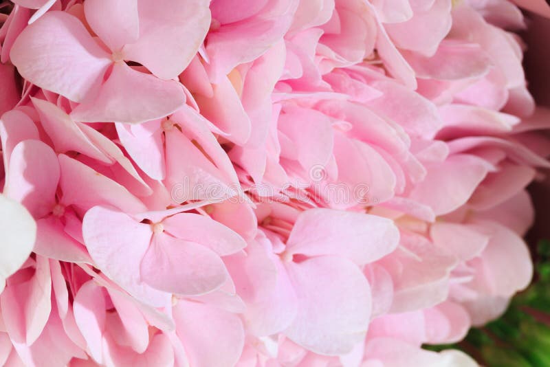 Flower Pink Color Close-up. Background. - Image Stock Image - Image of ...