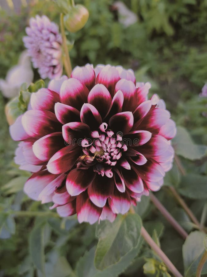 Flower pink cute stock photo. Image of flower, cute - 265375284