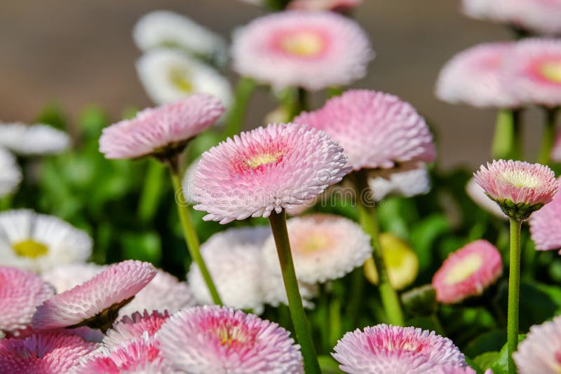 Flower, Pink, Daisy, Flowering Plant Picture. Image: 114712729