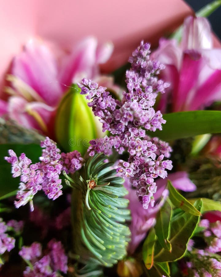 Flower pink dream stock image. Image of shrub, nobilis - 271740343