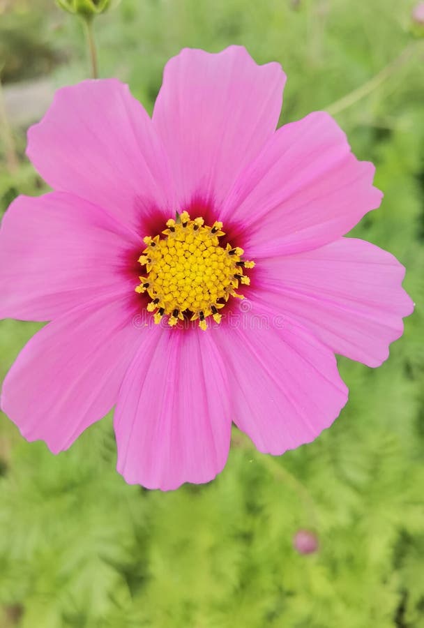 Flower pink in farm stock image. Image of farm, spring - 239846995