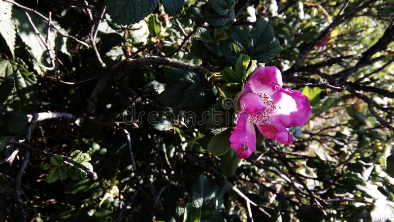 Flower stock image. Image of flower, leaves, grass, pink - 94257349