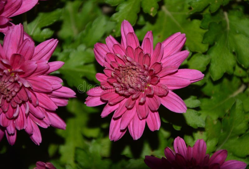 Flower, Pink, Flora, Plant Picture. Image: 107900675
