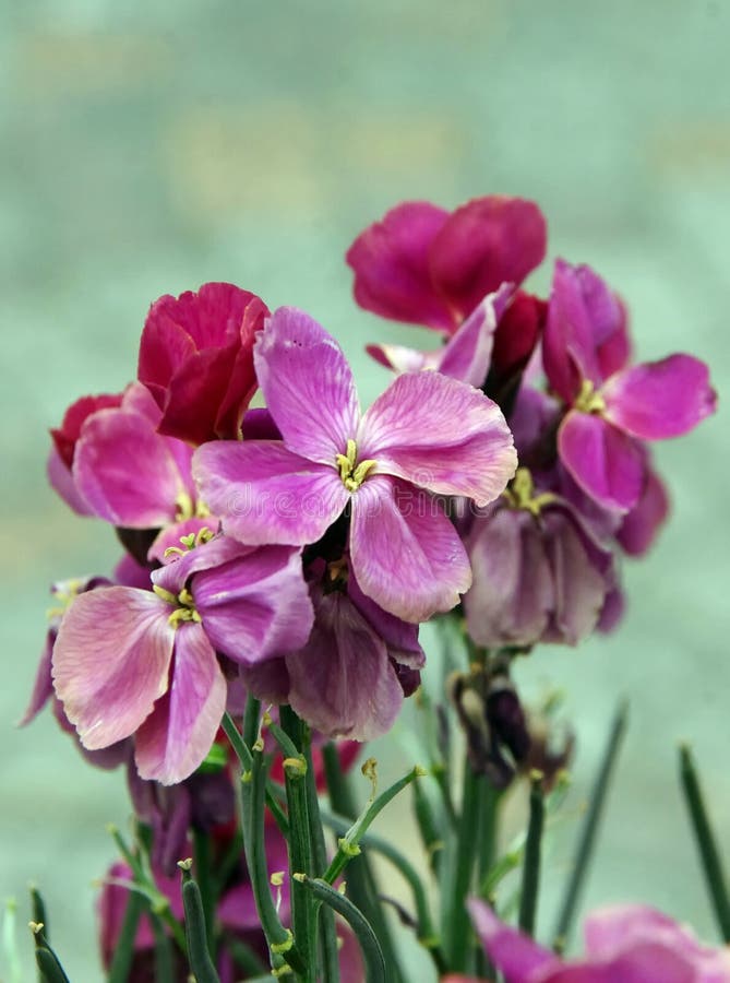Flower, Pink, Flora, Plant stock image. Image of wallflower - 119767205