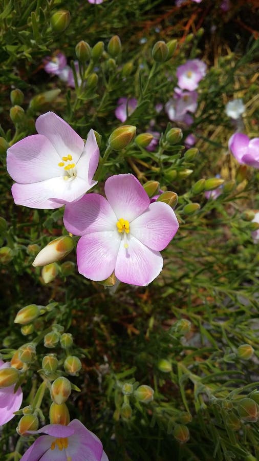 Flower stock image. Image of veld, wild, nature, flower - 106117943