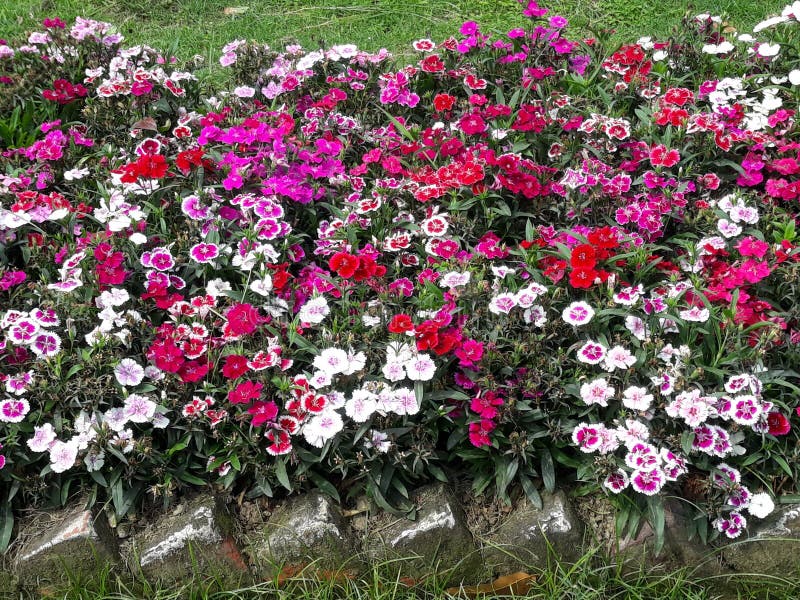 Pink Flowers in the Garden . Nice Flower Stock Image - Image of petunia ...