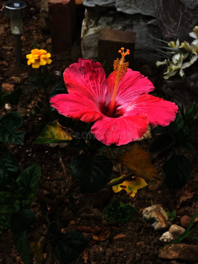 Flower stock image. Image of flower, green, leaves, kellyanne - 149364365