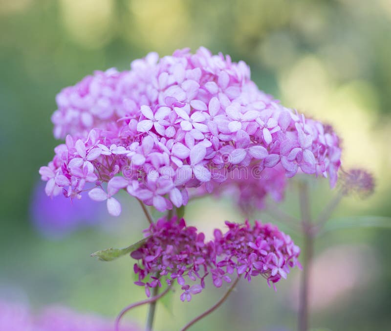 Flower Pink Hydrangea Close Up Stock Photo - Image of background, soft ...