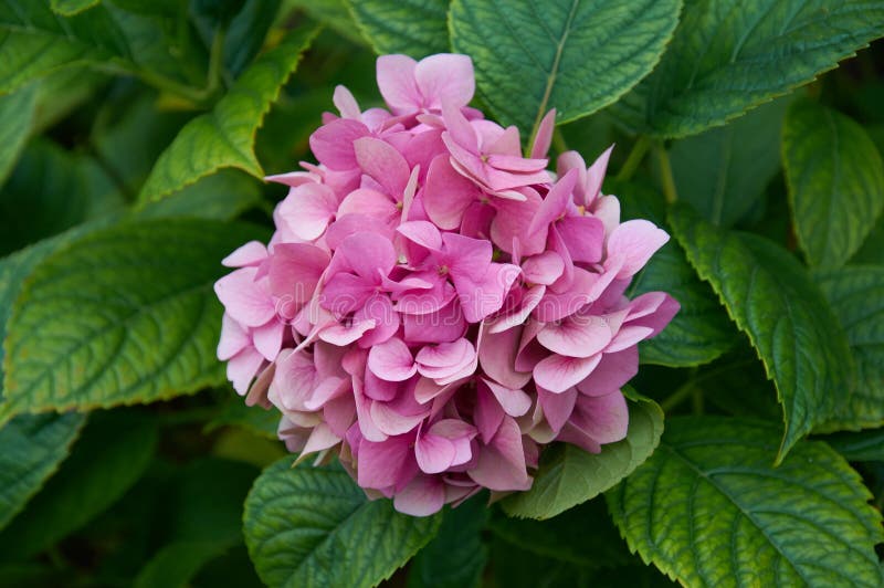 Flower pink hydrangea. stock image. Image of green, bloom - 91852203