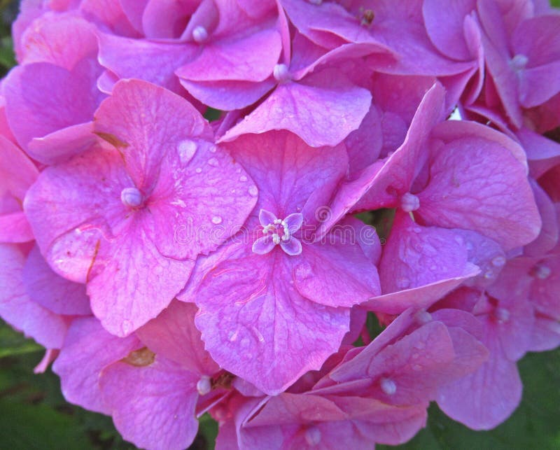 Flower, Pink, Hydrangea, Lilac Picture. Image: 134765031