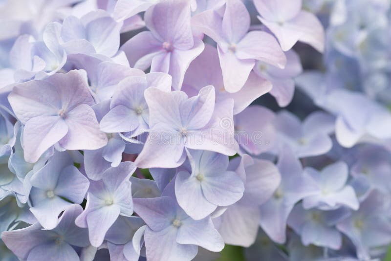 Flower Pink Hydrangea. Soft Focus Stock Image - Image of decorate ...
