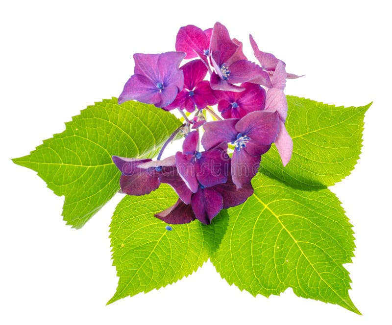 Flower of Pink Hydrangea on White Background Stock Photo - Image of ...
