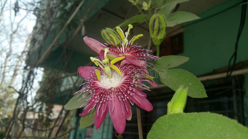 Krishna Kamal Flowers stock photo. Image of forest, asia - 99378610