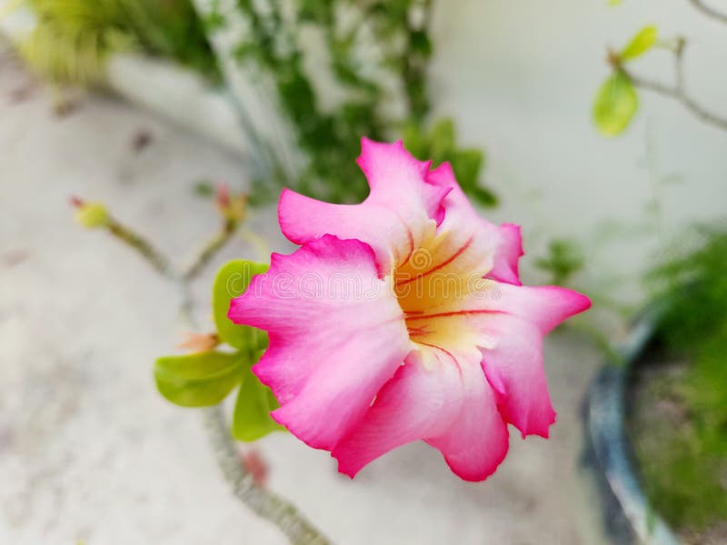 Flower pink lily stock photo. Image of lily, wildflower - 258608354