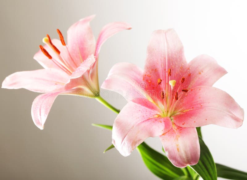 Flower pink lily stock image. Image of macro, vibrant - 36147777