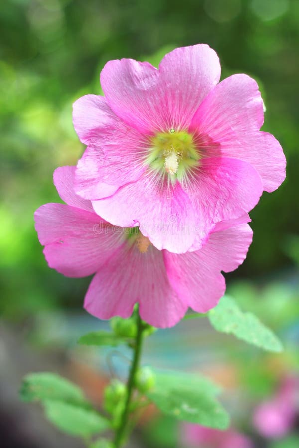 Flower of pink mallow stock photo. Image of alcea, malva - 33443024