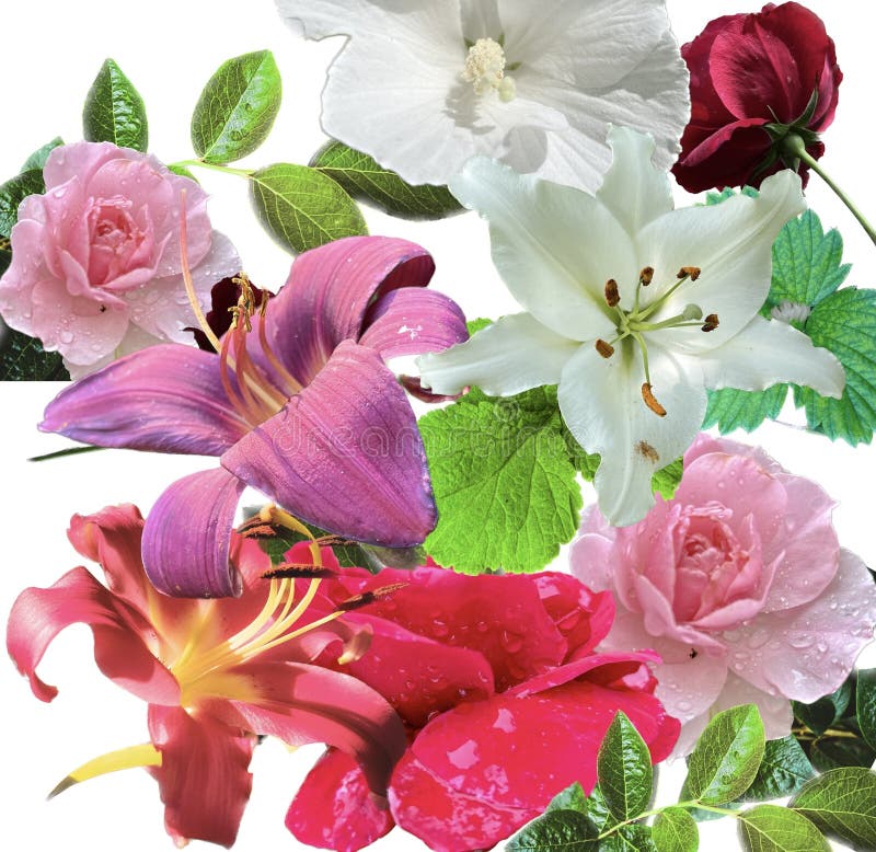 So Much Flowers Color Summer Stock Image - Image of flowers, flower ...