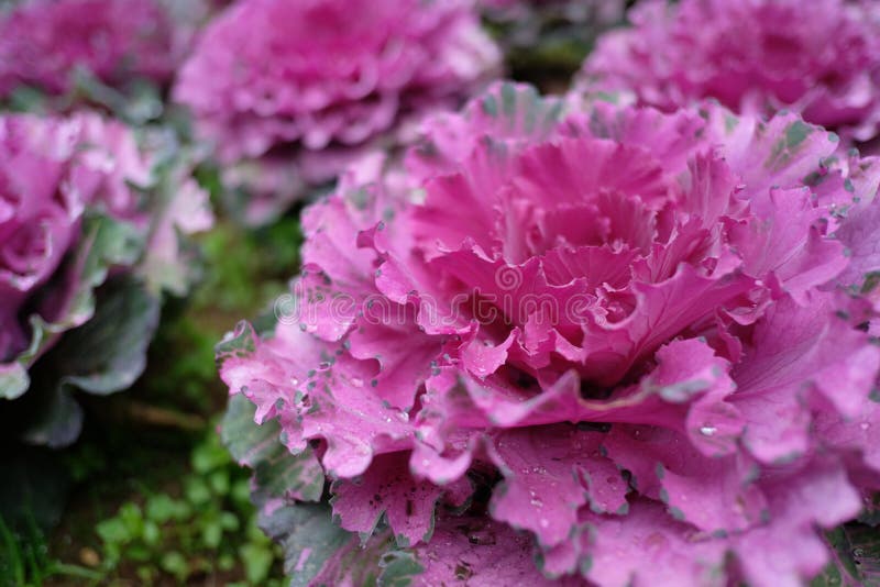 Flower stock photo. Image of pink, mountain, cabbage - 93546586