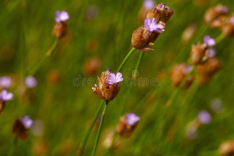 Flower of the Pink Petrorhagia Prolifera Stock Image - Image of closeup ...