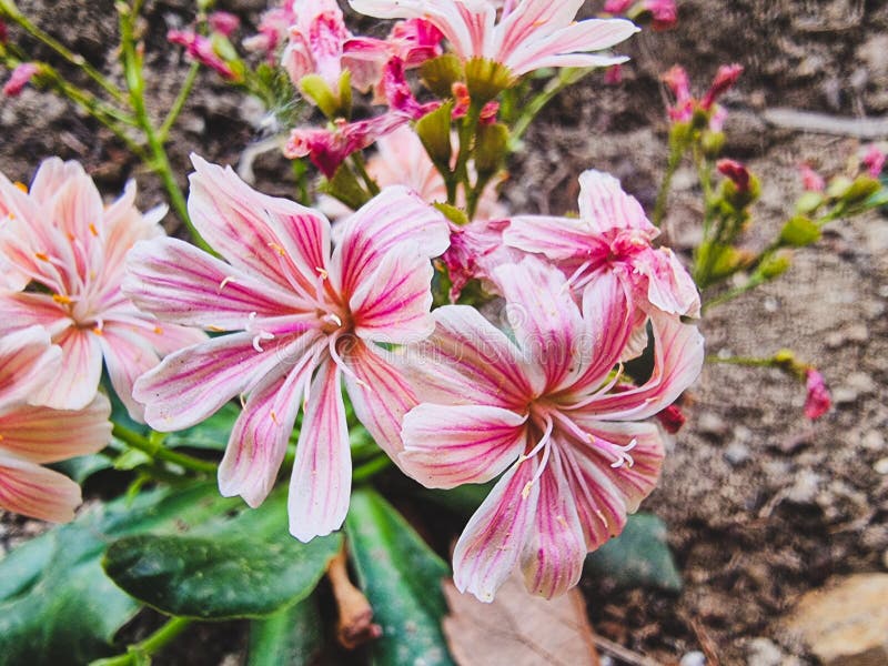 Flower Pink Plant Petal Earth Stock Image - Image of flower, plant ...