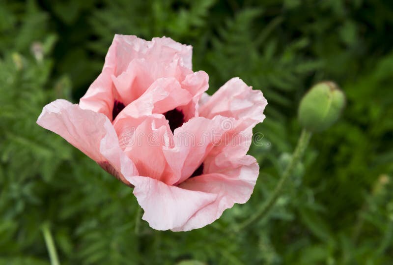 Flower of Pink Poppy (Papaver) Stock Photo - Image of outdoor, bloom ...