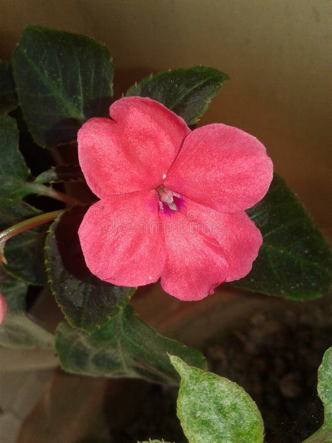 Flower stock photo. Image of flower, pote, pink, green - 123795524