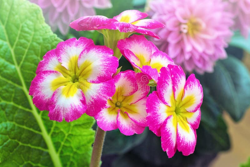 Flower, Pink, Primula, Plant Picture. Image: 118242149