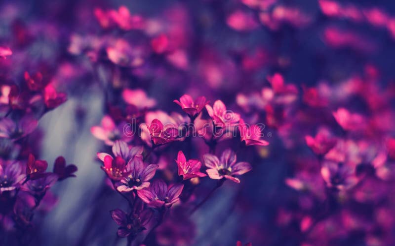 Flower, Pink, Purple, Violet Picture. Image: 100552907