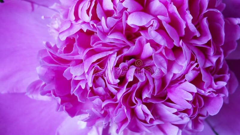Flower, Pink, Purple, Violet Stock Image - Image of peony, purple ...