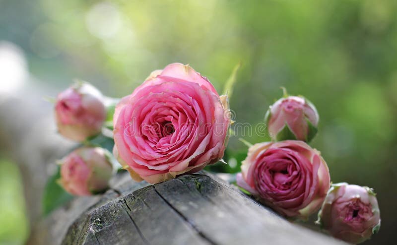 Flower, Pink, Rose, Rose Family Picture. Image: 95658164