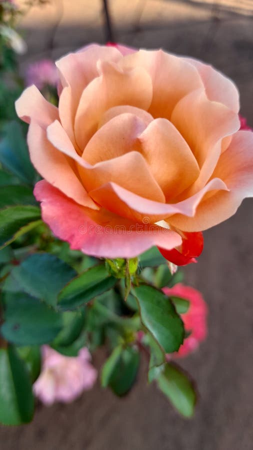 Flower, pink rose, natural stock photo. Image of pink - 250195568