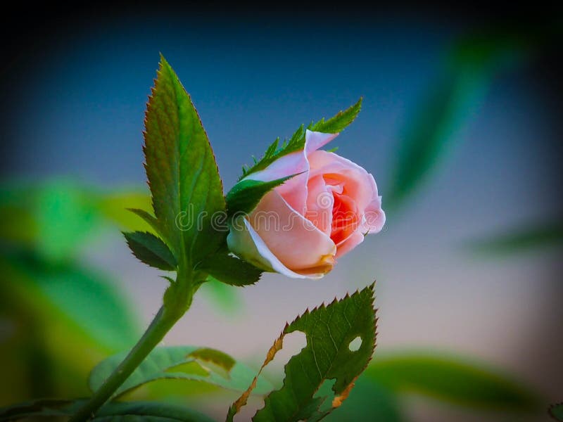 Ping Rose Stock Photos - Download 259 Royalty Free Photos