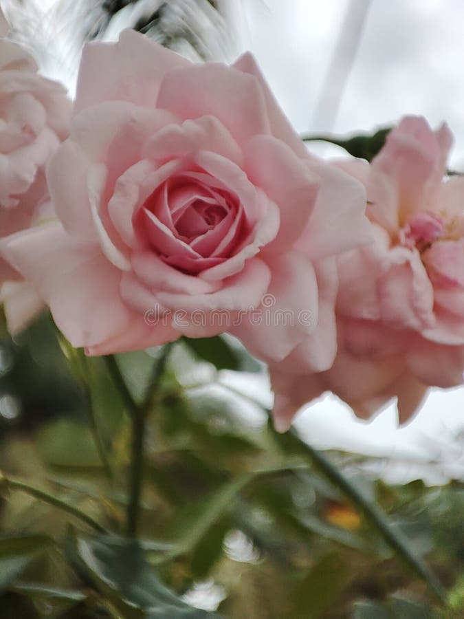 Flower Pink Roses in the Wild Stock Image - Image of shrub, wild: 221387857
