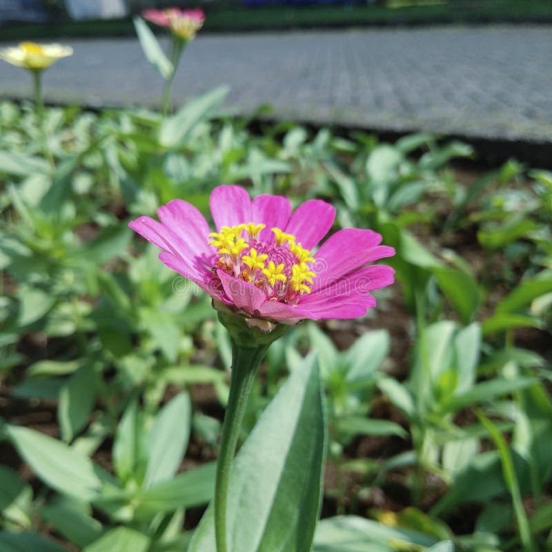 Flower Pink in Side Road in Bloom Stock Image - Image of yellow, green ...