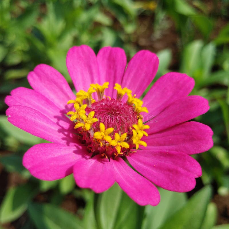 Flower Pink in Side Road in Bloom Stock Photo - Image of petal, yellow ...