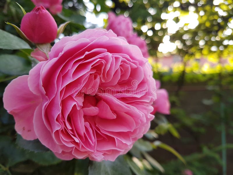 Flower stock image. Image of pink, green, pinck, flower - 93427725